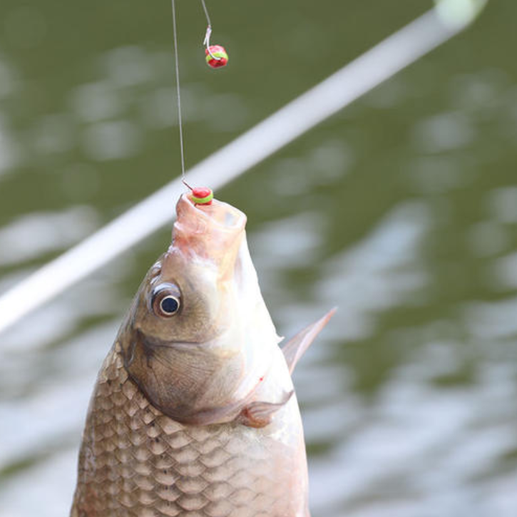 Detailed explanations of all kinds of fish nests - iNEWS