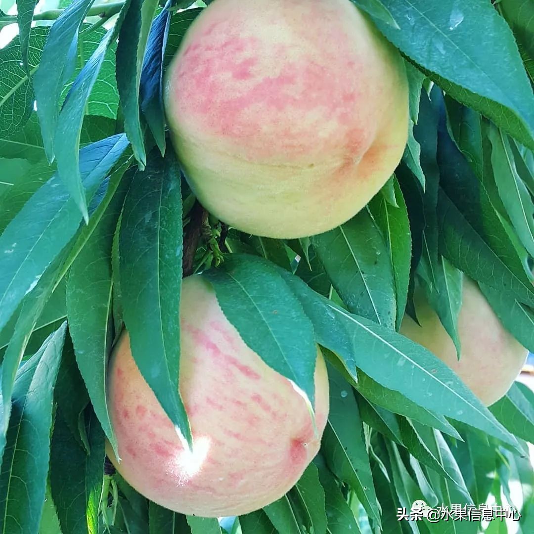China's common peach origin varieties and time to market - iNEWS