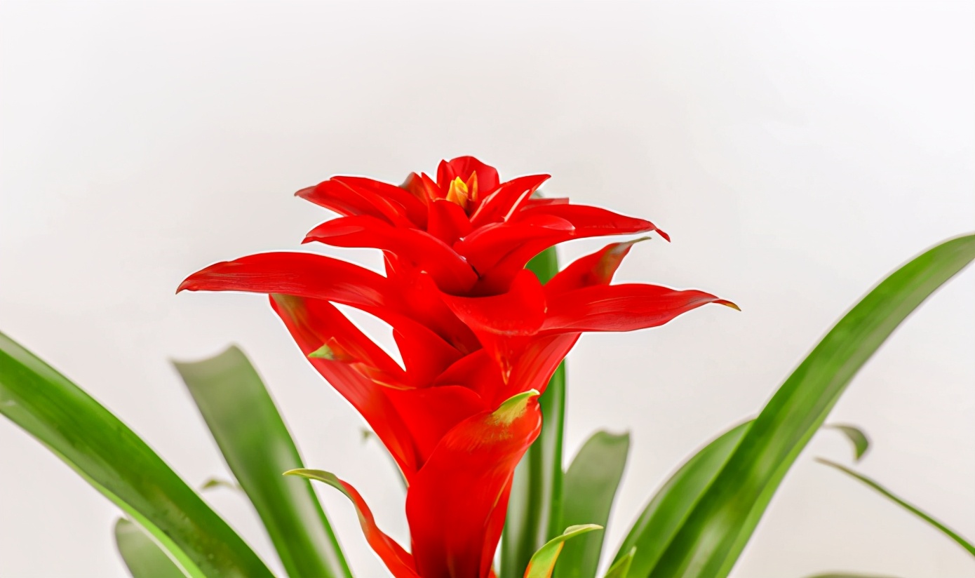 Prosperous flowering plants, suitable for Spring Festival maintenance ...