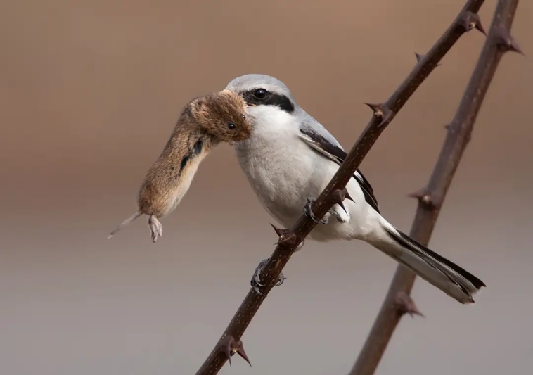Shrike: It looks so cute, but because it likes skewers, it is called a ...