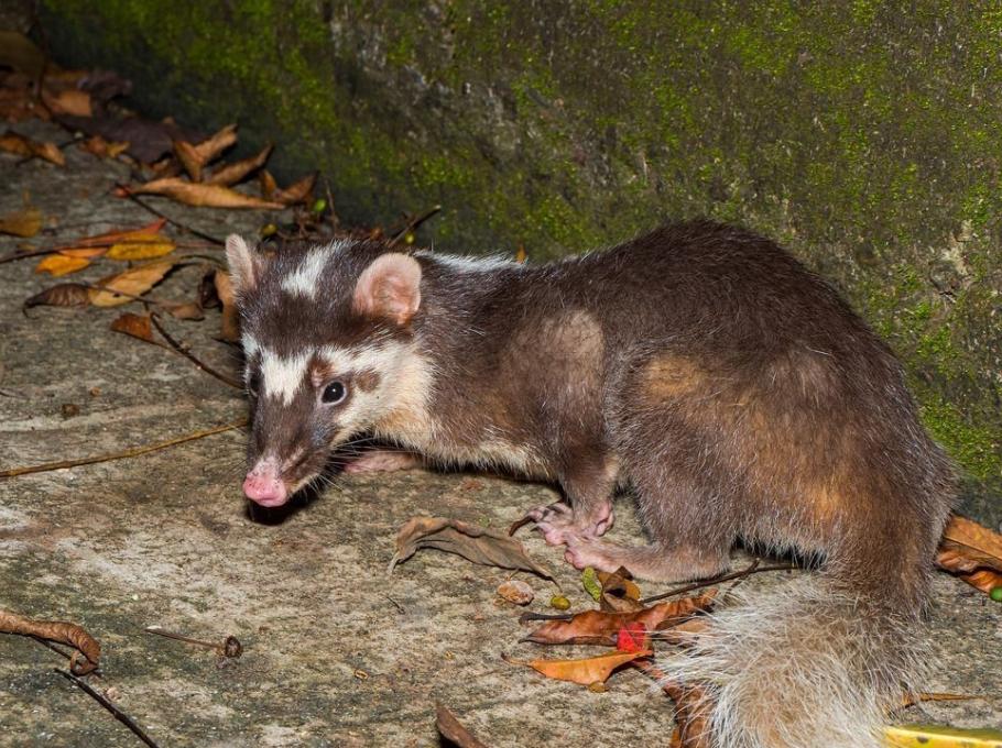Species Encyclopedia: Ferret badger - iNEWS