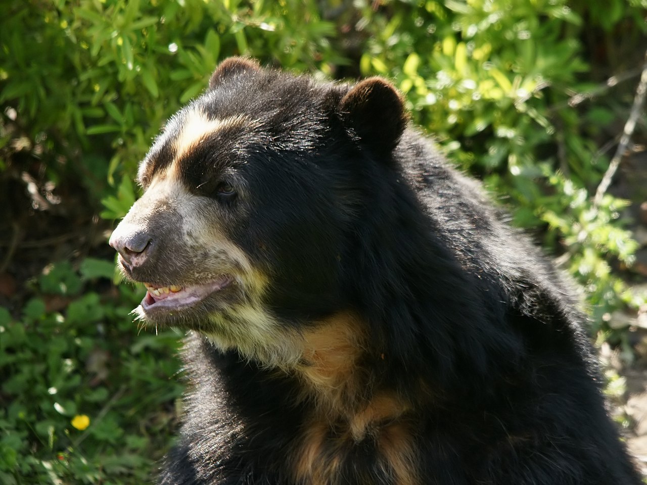 New species take over Chernobyl? The female bear is sick with bare skin ...
