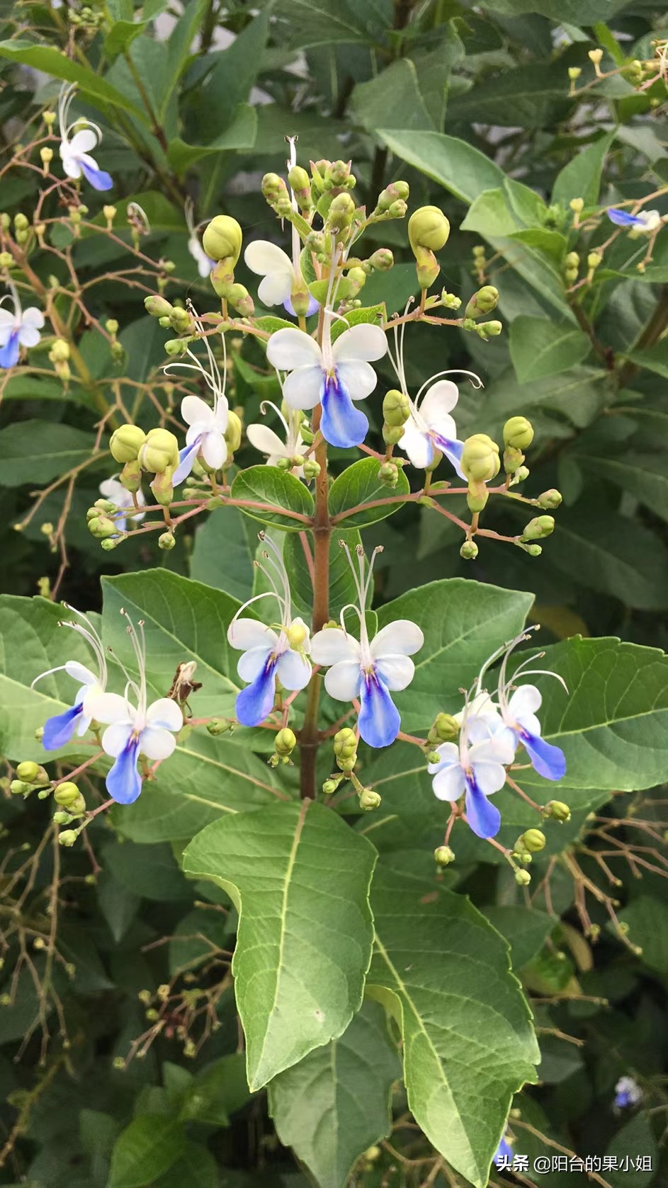 New favorite of winter potted plants: Jasmine weeping - iNEWS