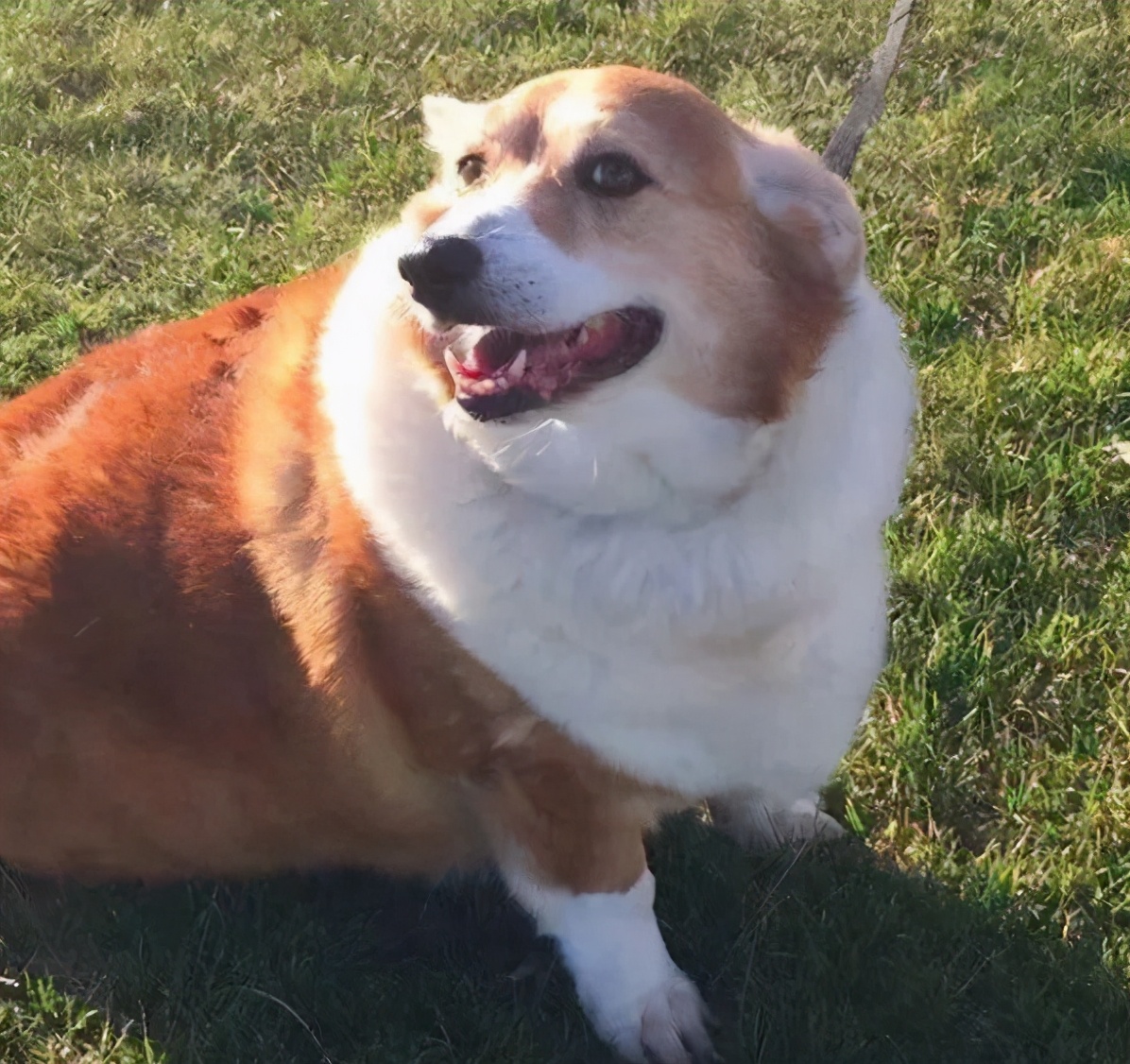 Raising Corgi to be too obese is not love, it's hurt - iNEWS