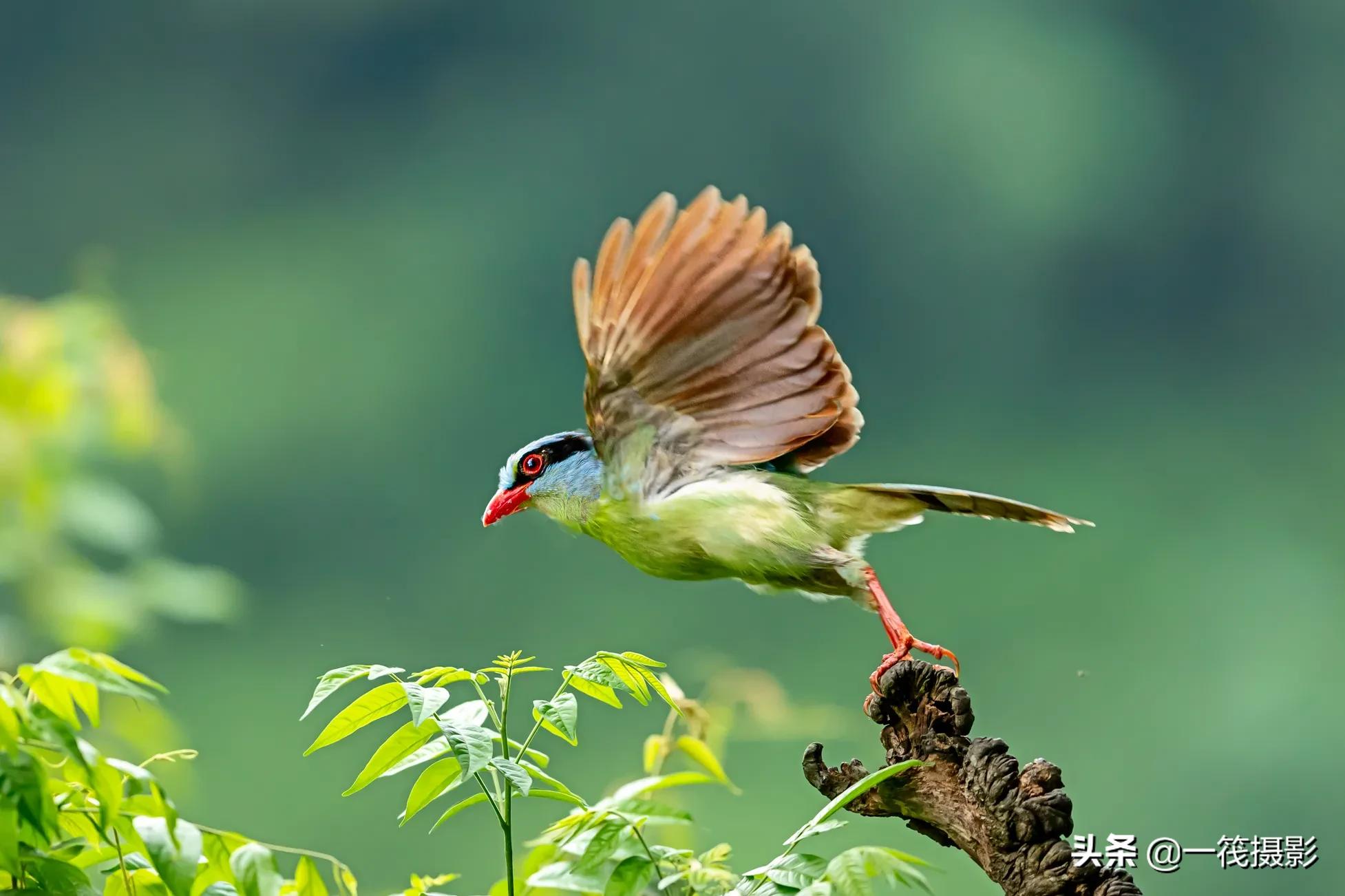 The star bird of Guangxi Nonggang-Indochinese green bird.Between ...