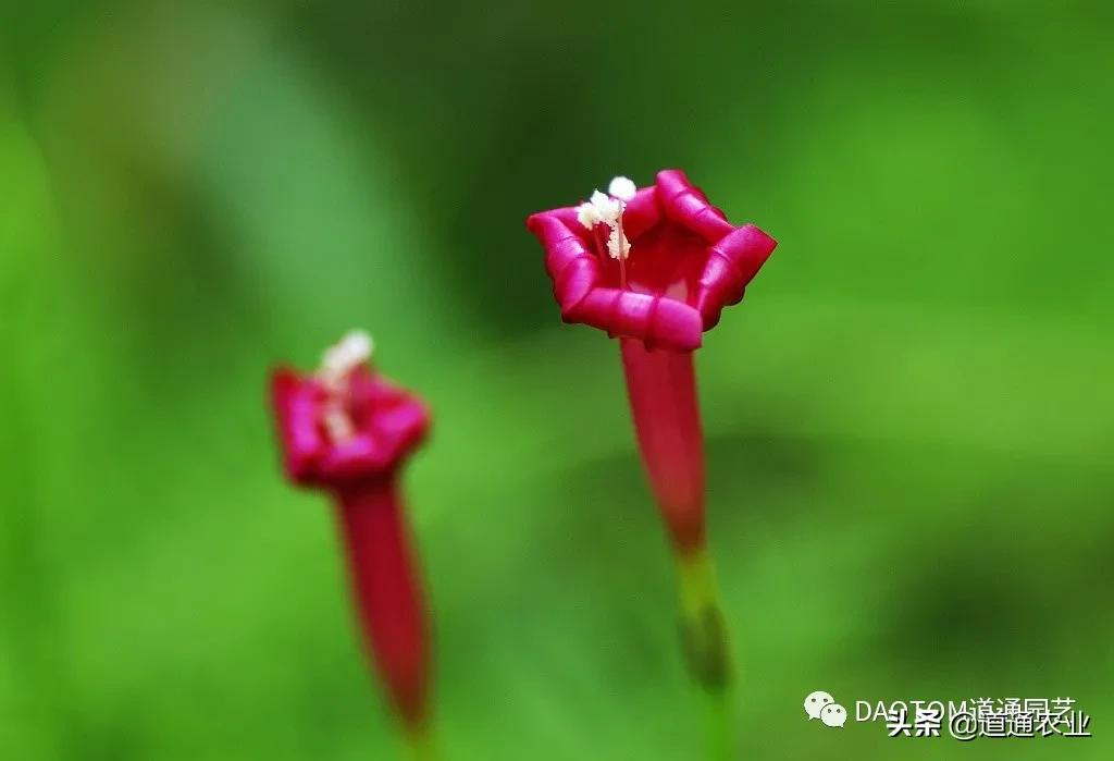 The appearance is exactly like a five-pointed star, easy to raise and ...
