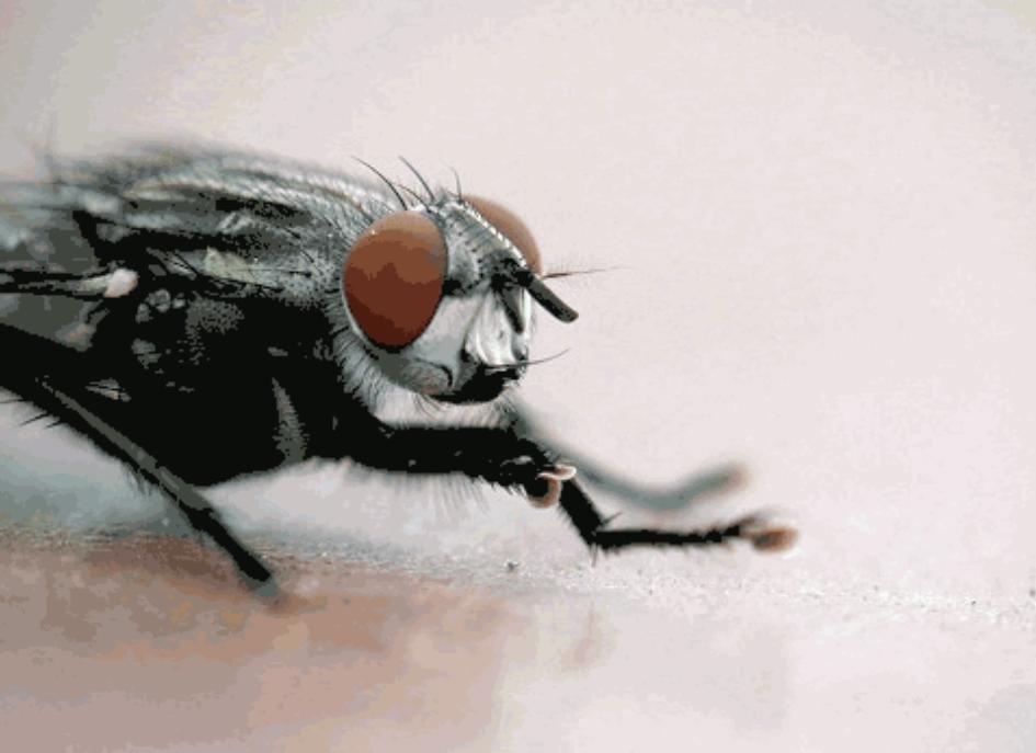 Twist your head off and play. Why can flies live without a head? - iNEWS