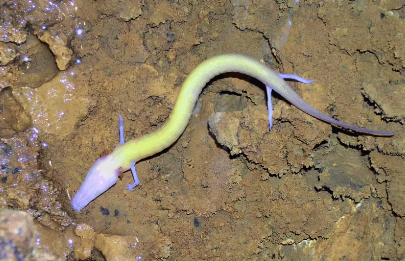 Does the dragon really exist?Tens of thousands of people witnessed the ...