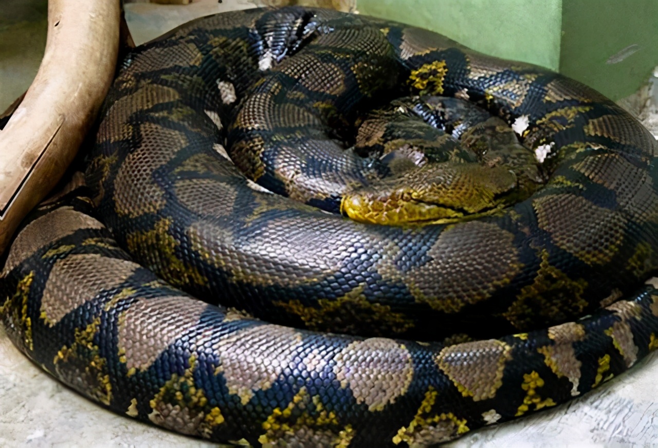 4.3 meters!The python is dispatched to swallow 3 sheep. Netizen: What ...