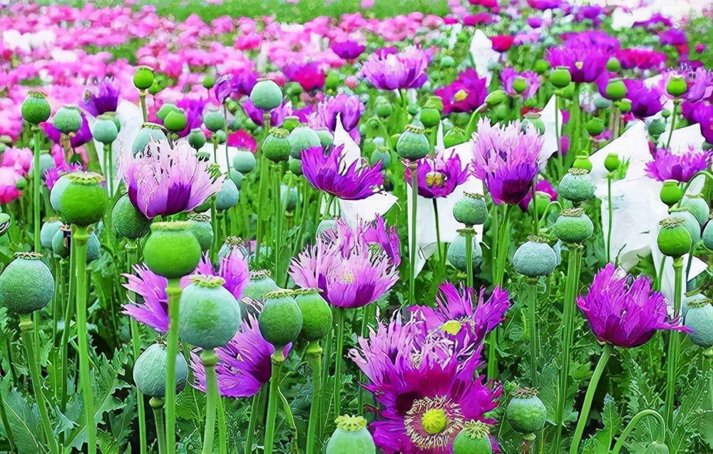 Golden Triangle: Who sowed the first poppy seed here? - iNEWS