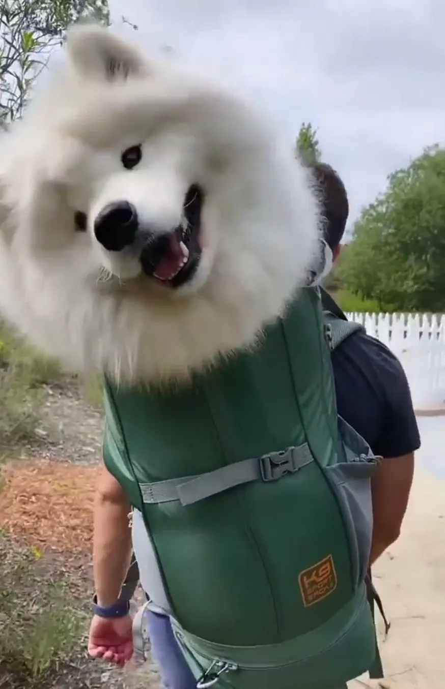 Carrying Samoyed to play, the result scared the silly netizens: Going ...