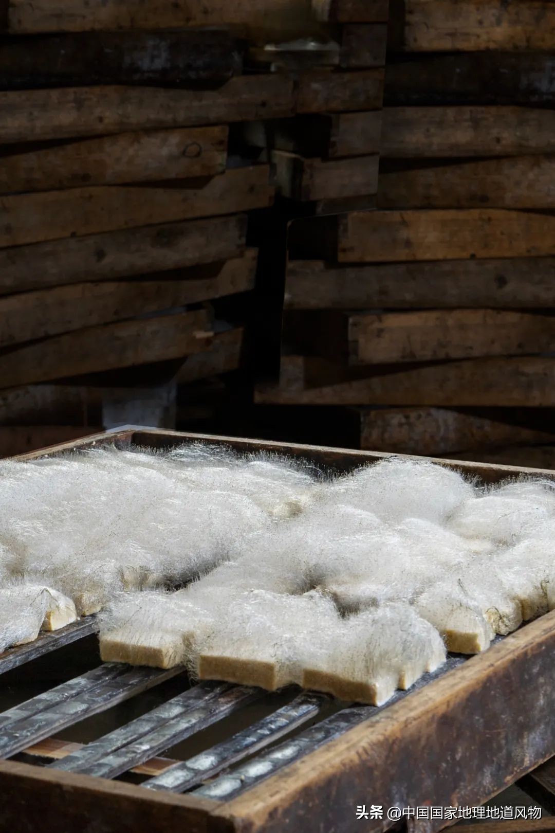 China's most weird tofu has more hair than social animals? - iNEWS
