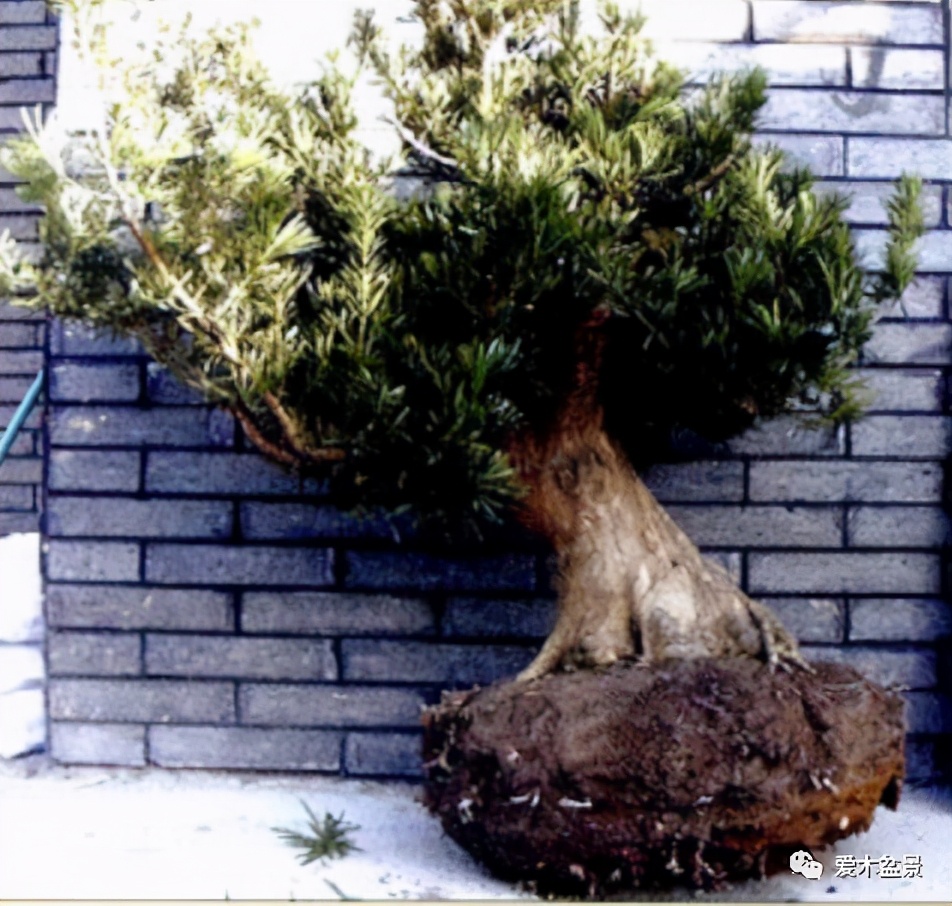 A Luo Han Song's initiality - iNEWS