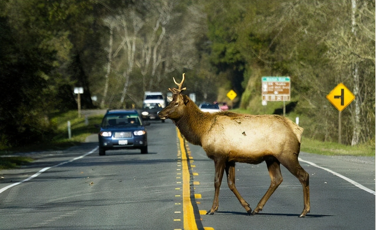 Strip off the elk to test this layer of skin, so that fans of certain ...