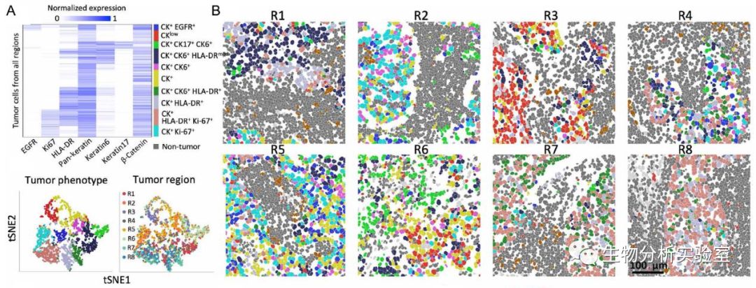 Science Advances: MIBI-TOF multi-channel cell phenotype and tissue ...