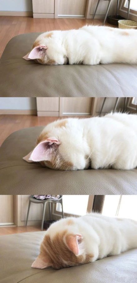 Seeing this netizen's "Snooze Cat", I contracted my good mood all day ...