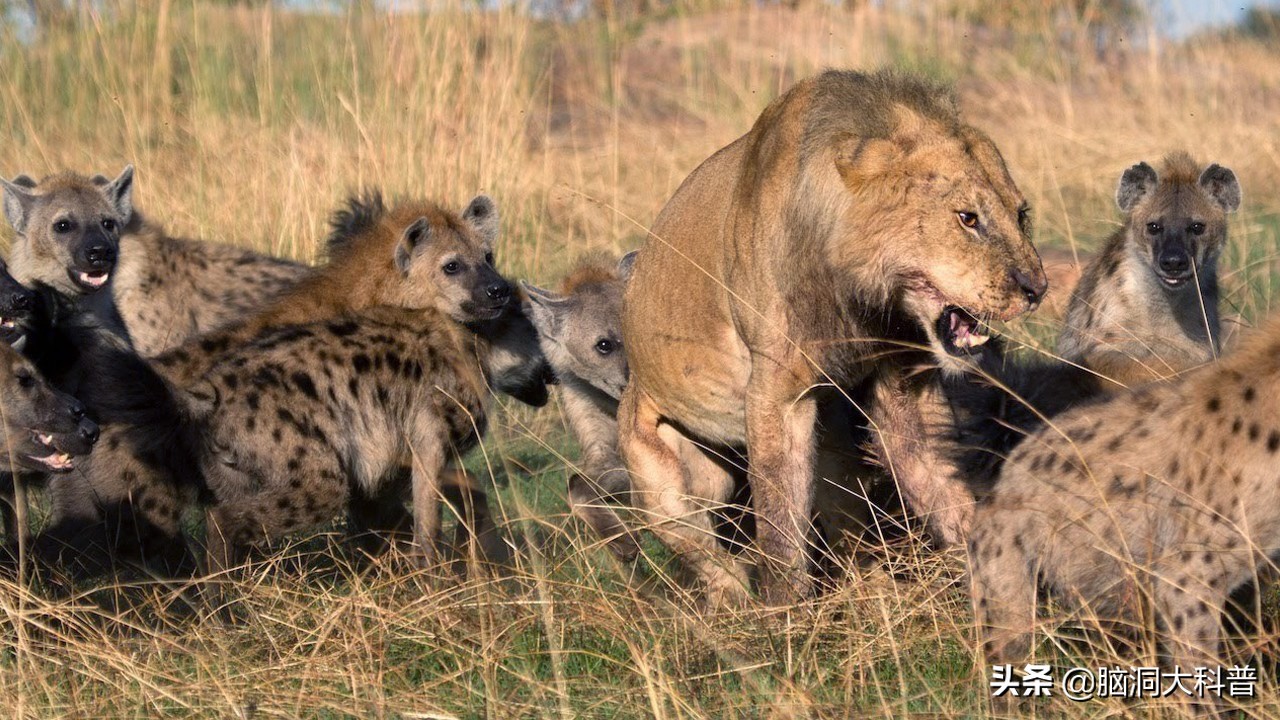 Hyenas besieged the injured lion to "take the anus", and the companion ...