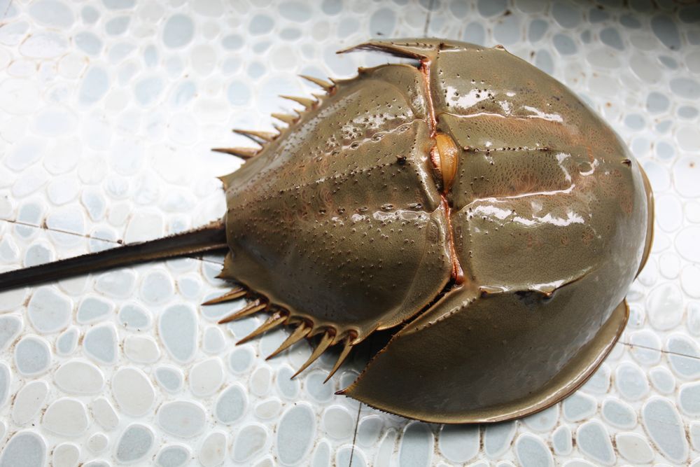 The ancient and sad blue-blooded creature whose blood saved mankind is ...