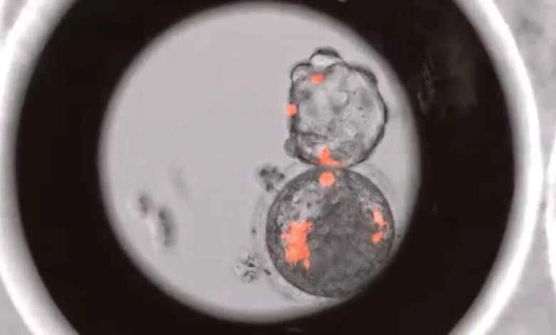 Human-monkey hybrid embryos grown in the laboratory: Are humans really ...
