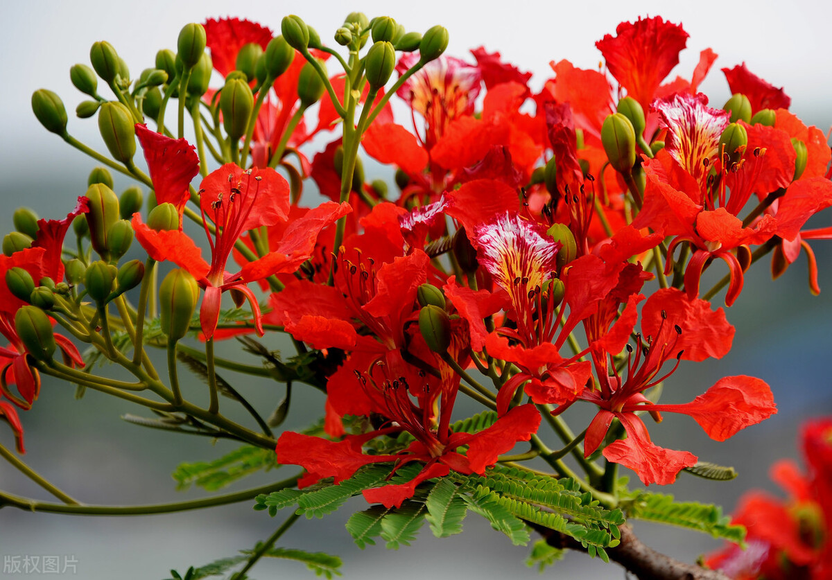 The "fire phoenix" in the flowers and plants is astonishing on the tree ...