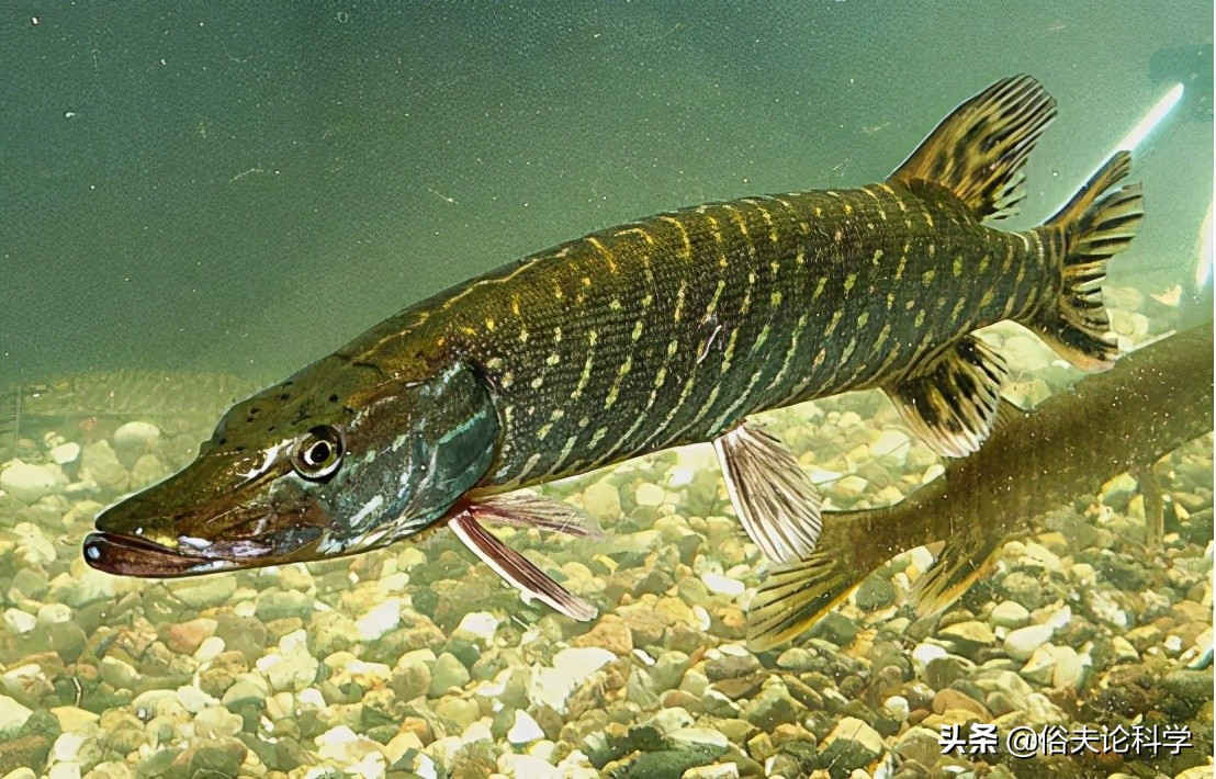 "Sky-defying" creatures on earth!38 desert fishes appeared in the North ...