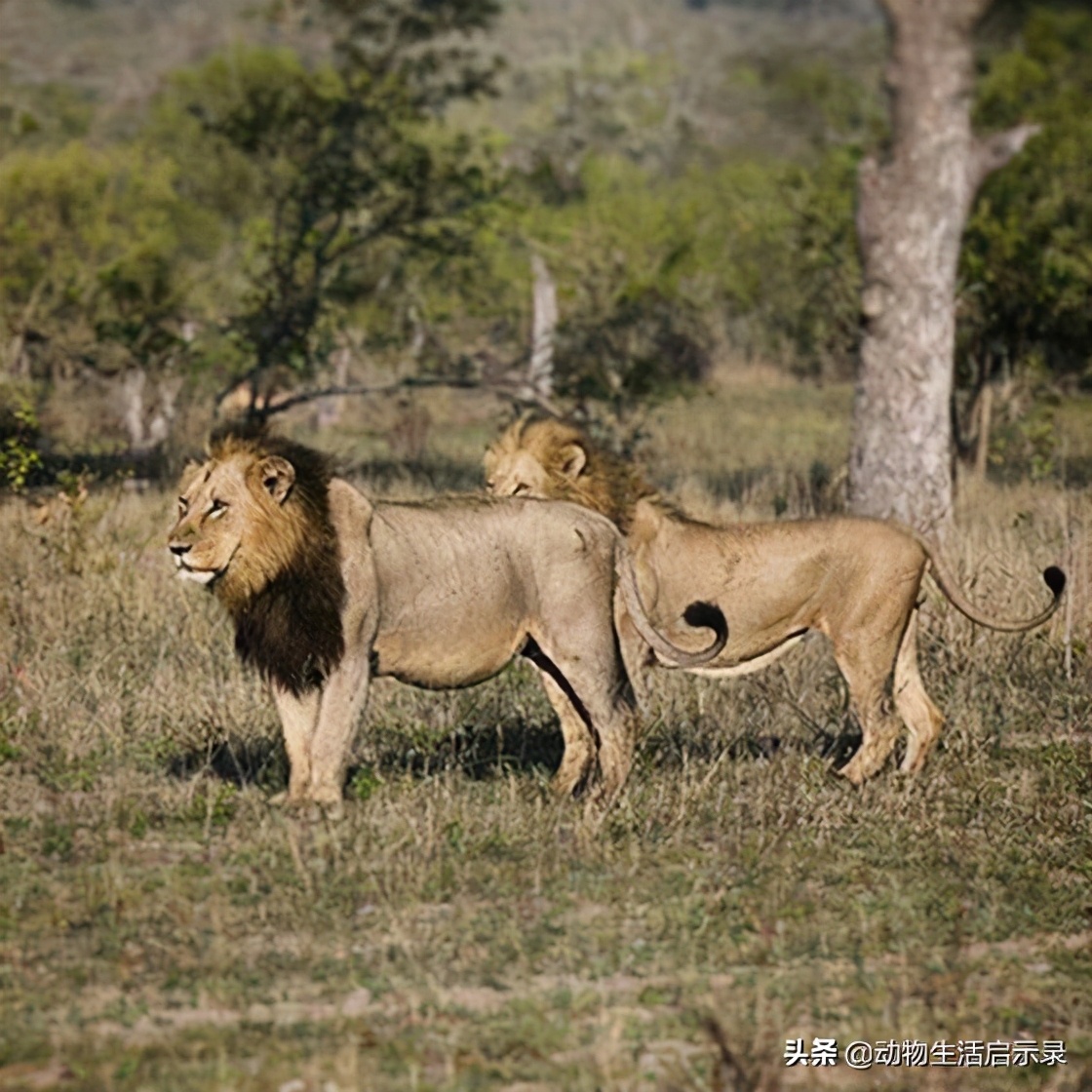 Matt Mohigan Lion: Hunting a bison but breaking his leg, struggling to ...