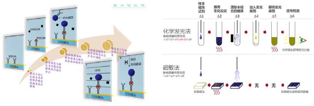 Brief introduction of in vitro application of biomagnetic beads - iNEWS