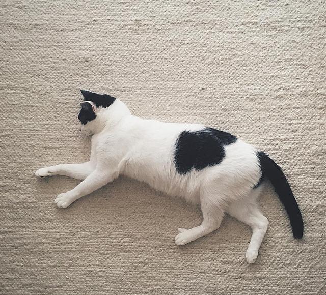 Black and white tabby cat (cow cat) - iNEWS