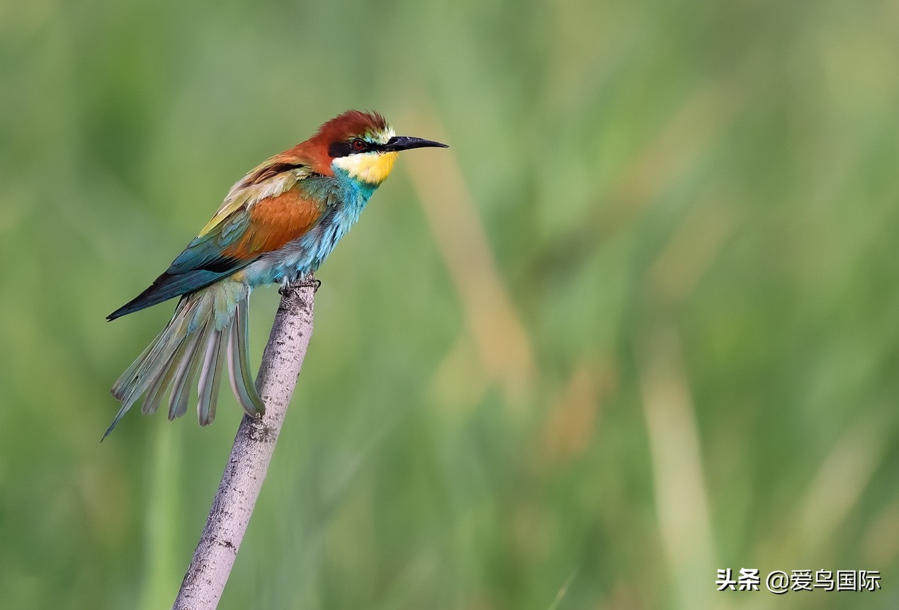 The beautiful hunter yellow-throated bee-eater in the Aventure lens - iNEWS