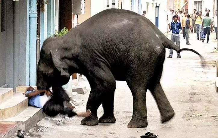 Can elephants bite?After being provoked, the elephant's behavior was ...