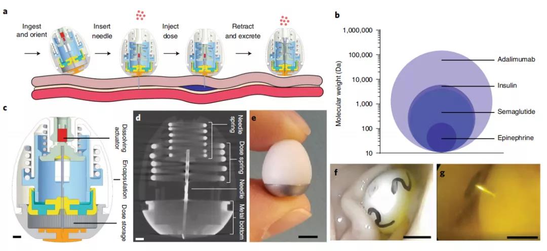 Replace injection?Scientists develop the latest liquid oral capsules ...