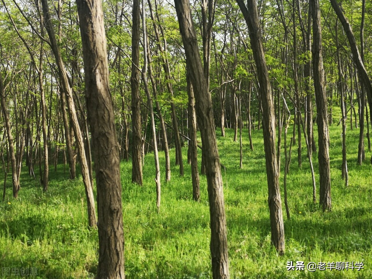 Crazy acacia: PK 3000-year-old Chinese acacia, can it come from behind ...