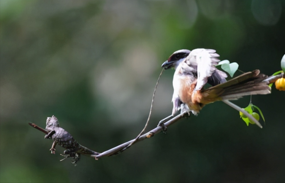 Shrike: It looks so cute, but because it likes skewers, it is called a ...