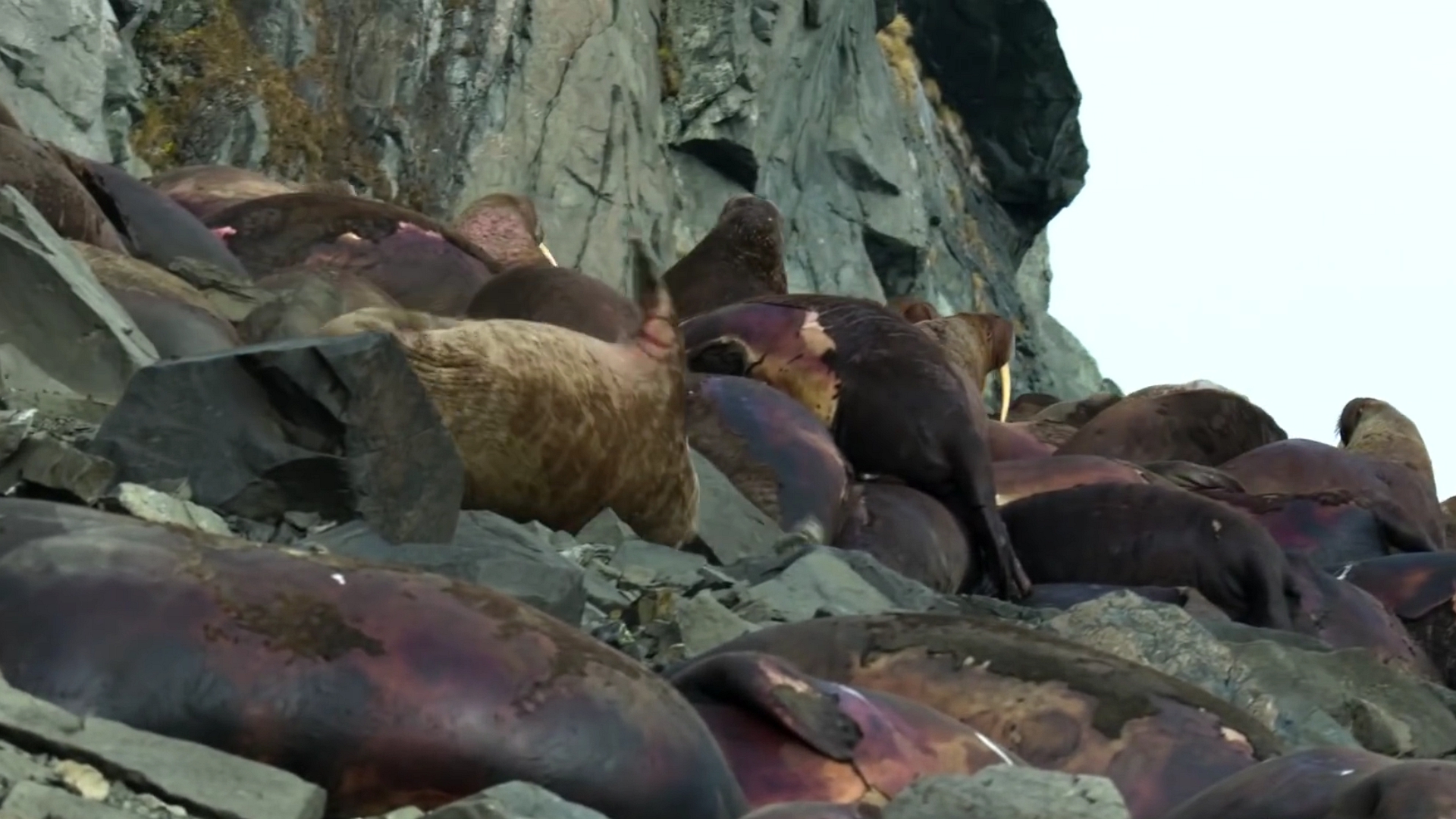 100,000 walruses were driven to a dead end, 250 fins climbed the 80 ...