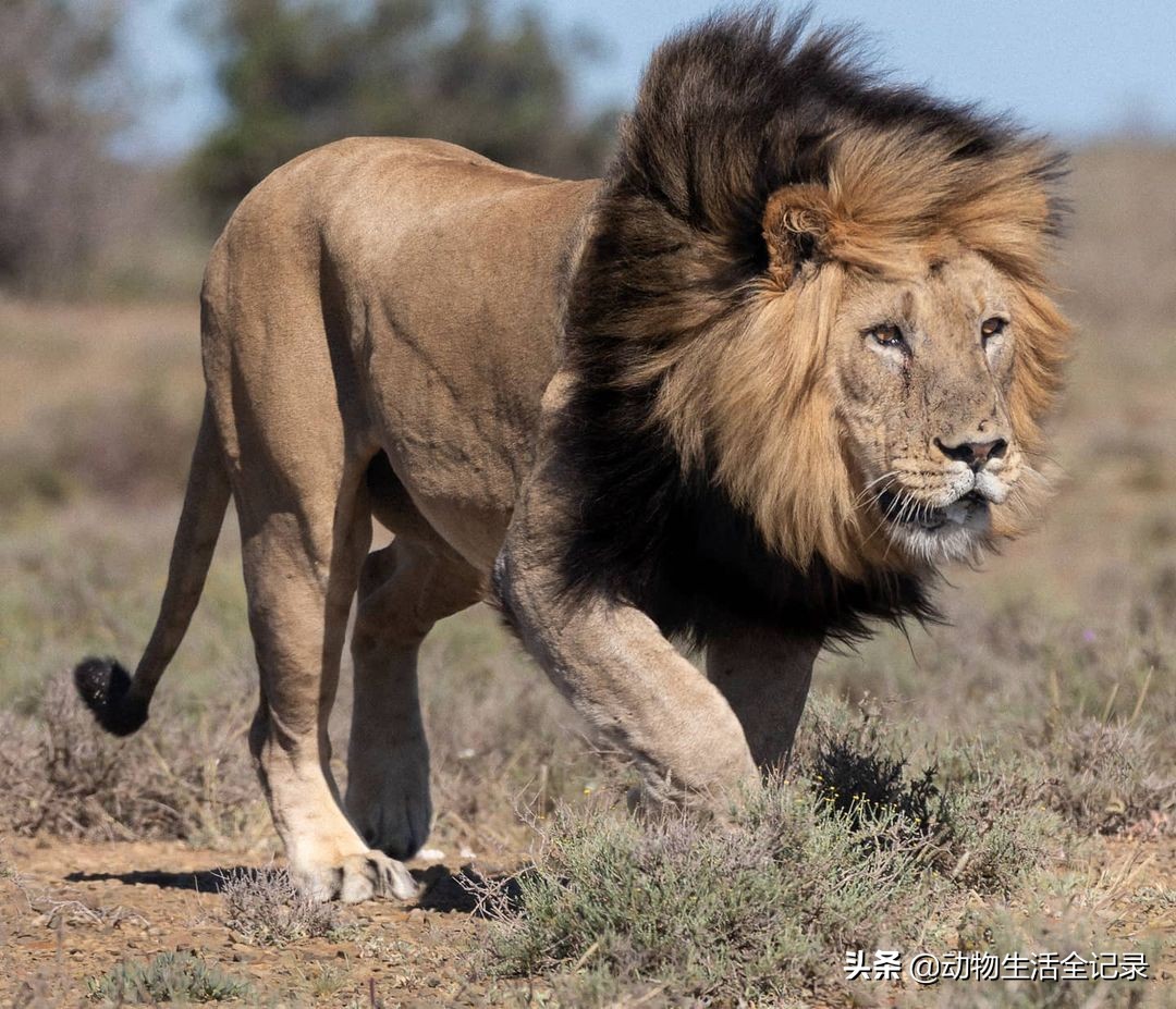 Escape expert: Silver West Lion, South Africa's most famous fleeing ...