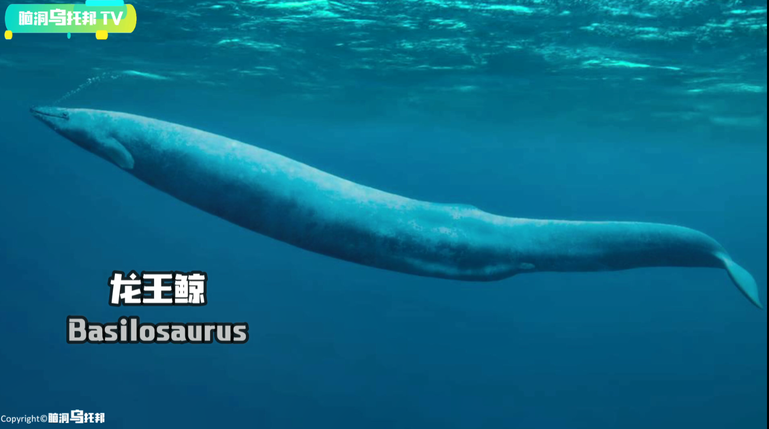 It hides the secret of human origin! The ocean overlord whale that ...