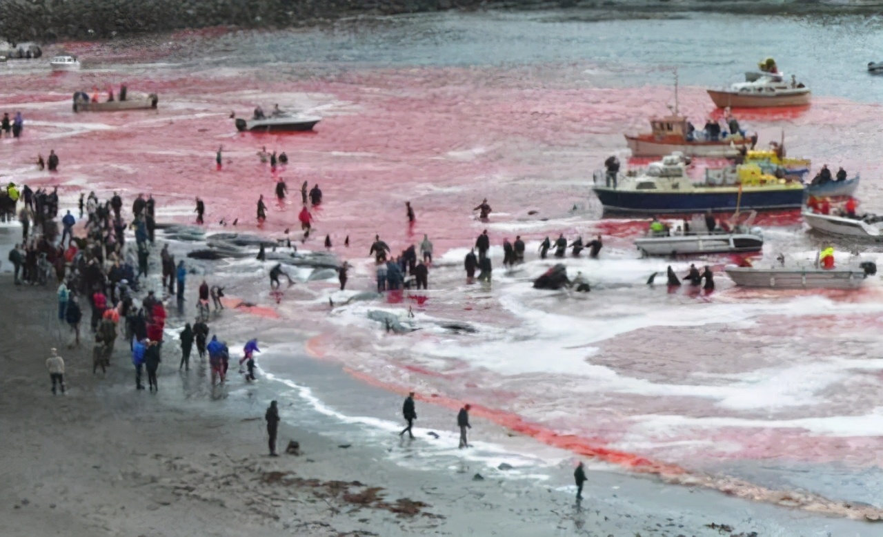 Danish traditional whaling festival, called a hunting feast, 175 pilot ...