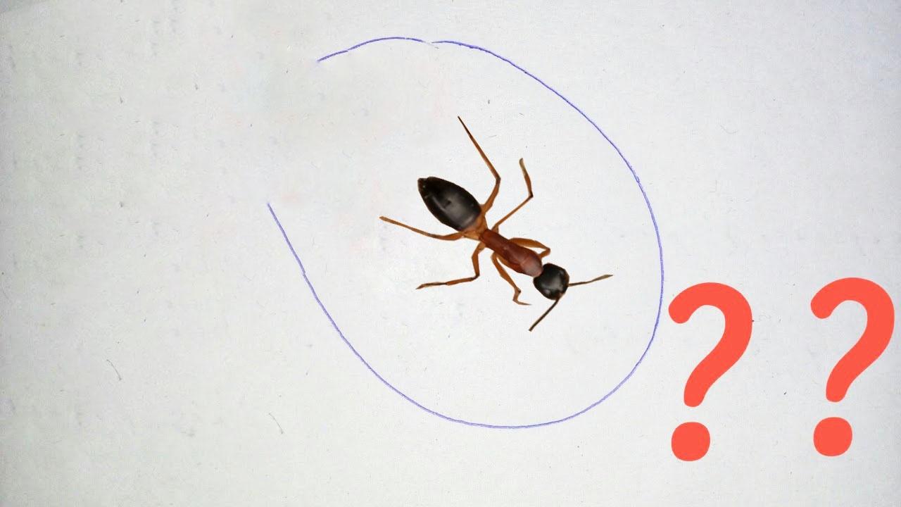 Magical scientific phenomenon, why can't ants escape the circle drawn ...