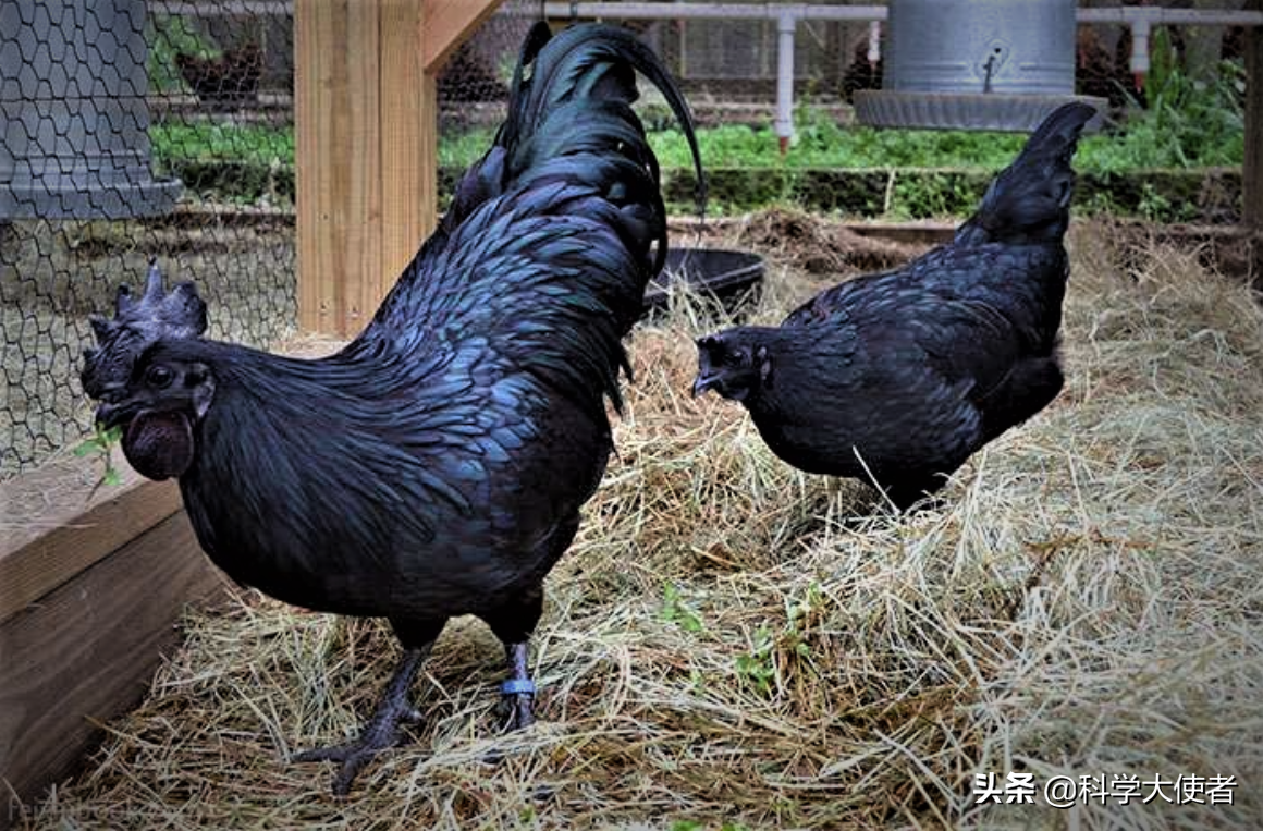 Indonesia's rare "Lamborghini chicken": worth up to 16,000, collectors ...