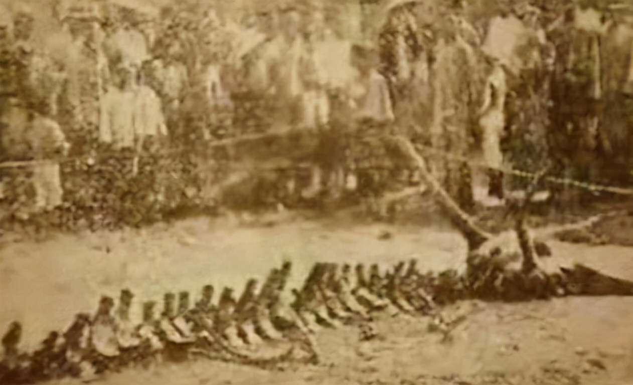 Does the dragon really exist?Tens of thousands of people witnessed the ...