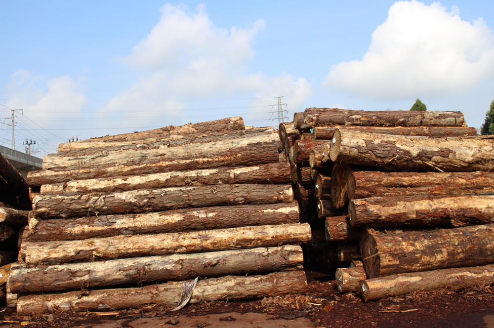 The timber shortage crisis has shifted to Australia, threatening the ...