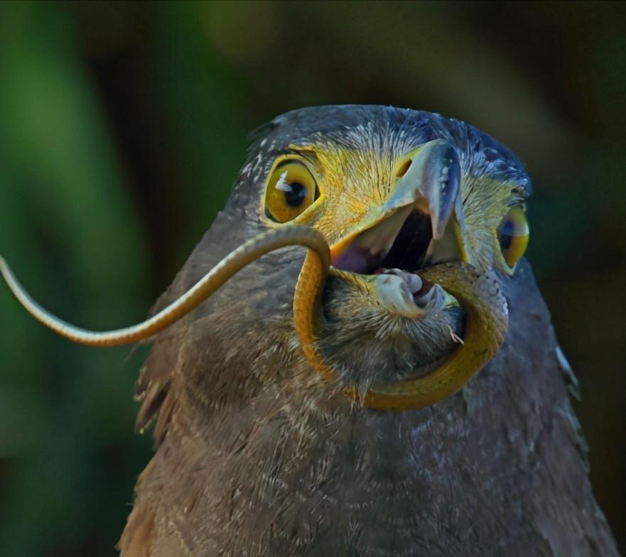 Counting the natural enemies of snakes, venomous snakes have no ability ...