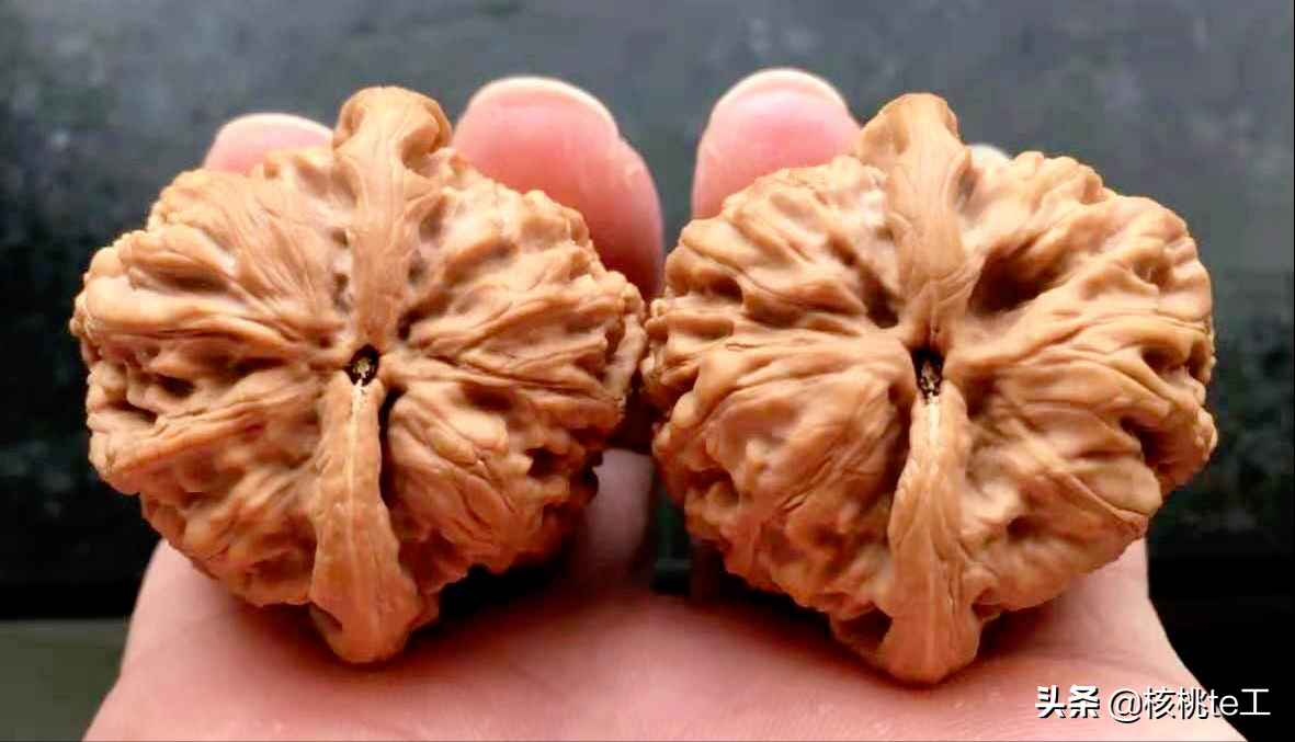 150 kinds of Wenwan walnut varieties to share 110: Northwest General ...
