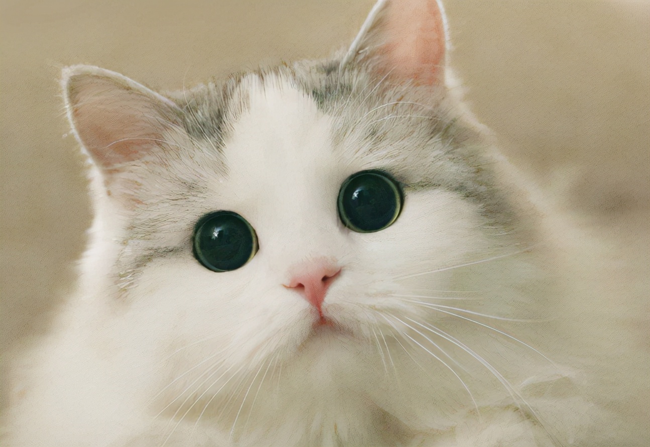 Why do male cats have to grow barbs to scratch females?What is the ...