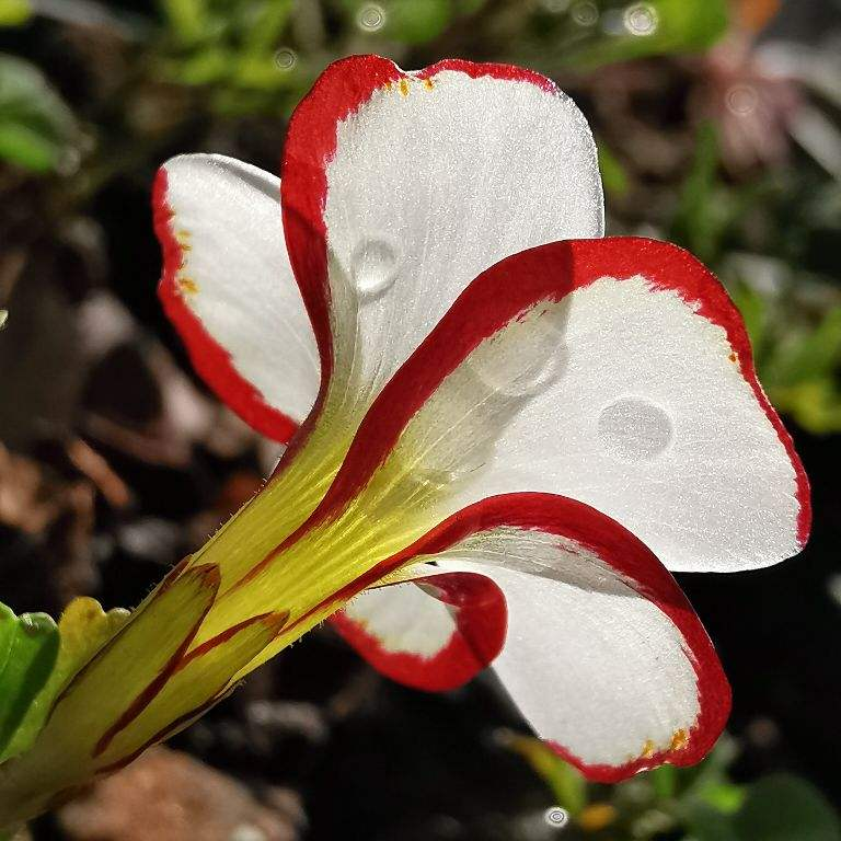 The emerging fitness method in the 21st century is to grow flowers ...