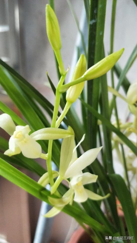 Wen Shao through the ages, Su Xin Yi Lan - iNEWS