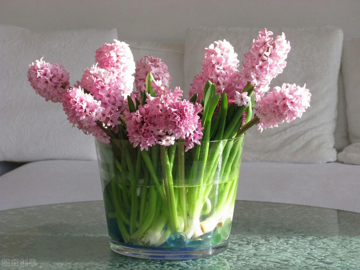How to raise your hydroponic hyacinth - iNEWS