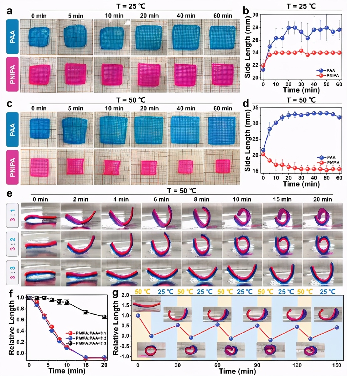 Biomimetic 4D printed breathing hydrogel actuators based on nano thylakoids and thermally ...