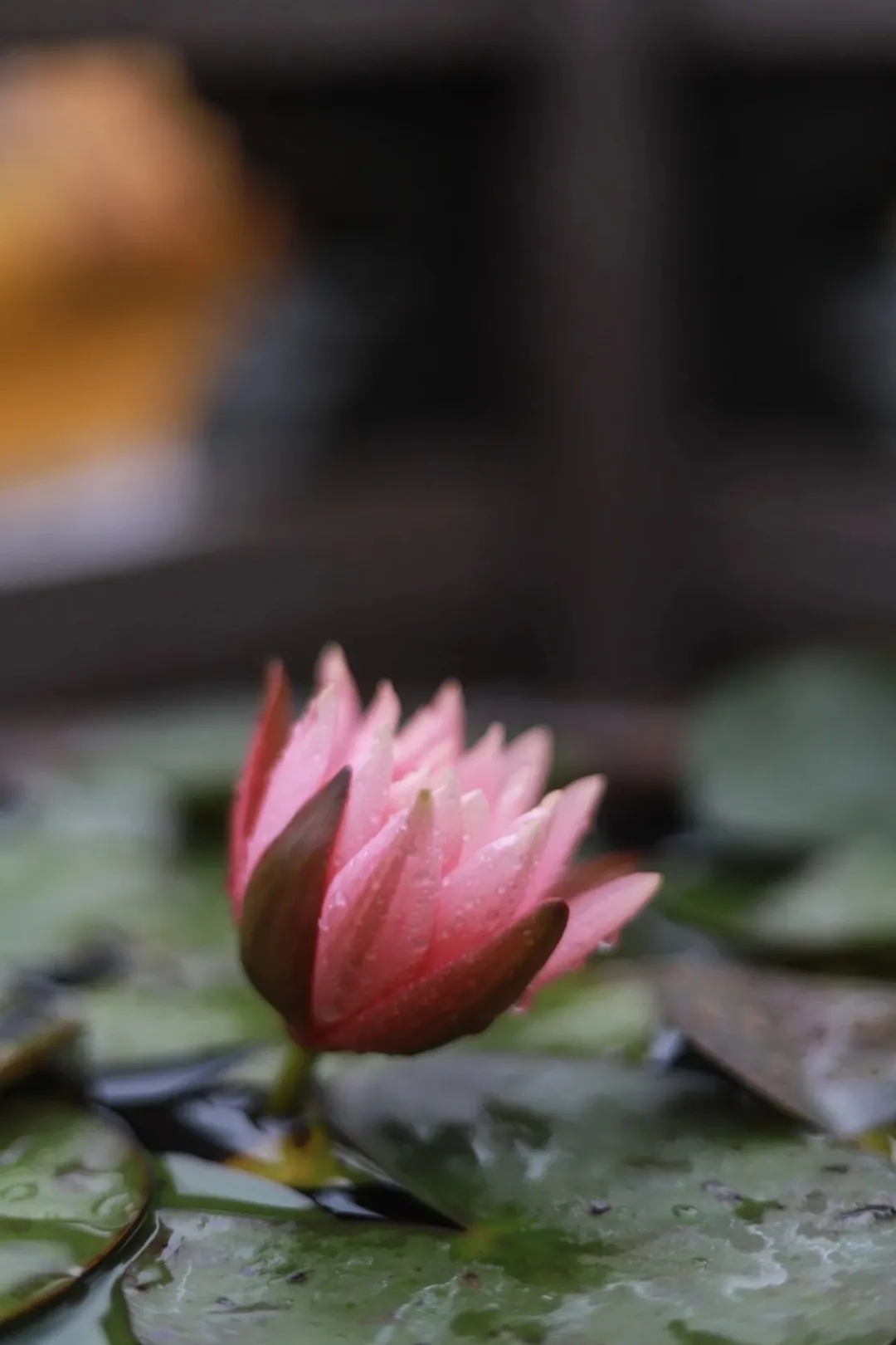 Impression of Shishi Temple in Xiamen: Qing Fang Jue Xia Shen - iNEWS