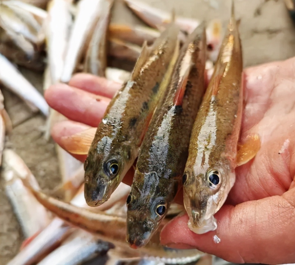This fish has a domineering name, commonly known as "coffin nail". Do ...